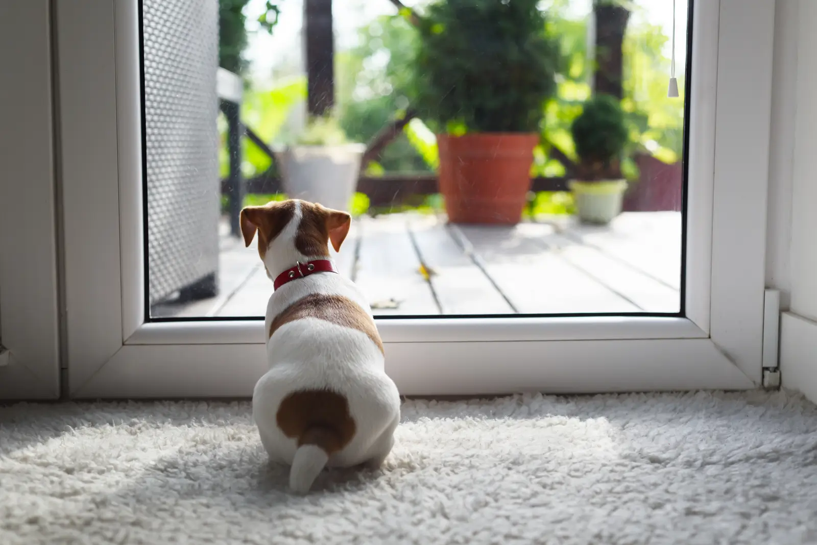 Pet-Friendly Rentals Done Right: A Smart Guide for Beverly Hills Landlords